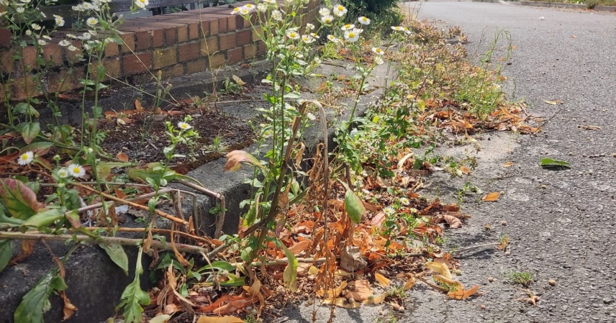 Bitte Rinnstein und Sinkasten säubern! | Gemeinde Kriftel – Obstgarten ...